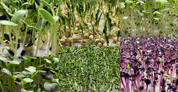 The Ultimate Guide to Microgreens: 100 Varieties Every Grower Should K