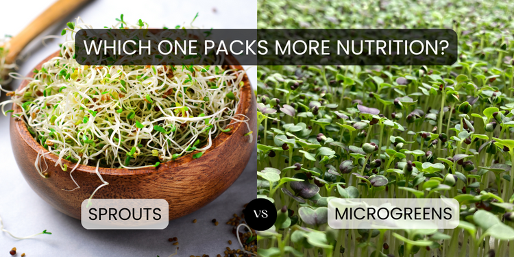 Sprouts vs. Microgreens: Which One Packs More Nutrition?