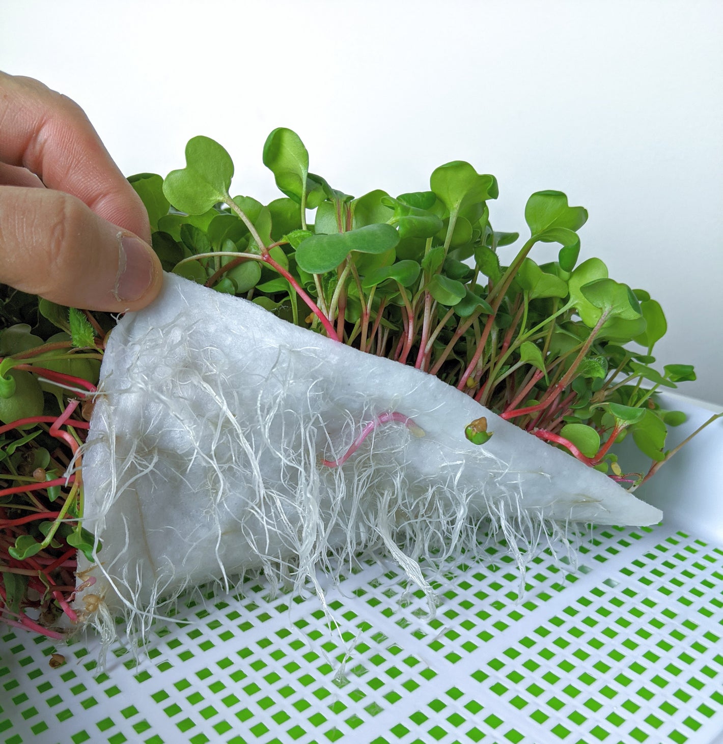 Vegbed Microgreen Grow Mats - Sustainable, Biodegradable