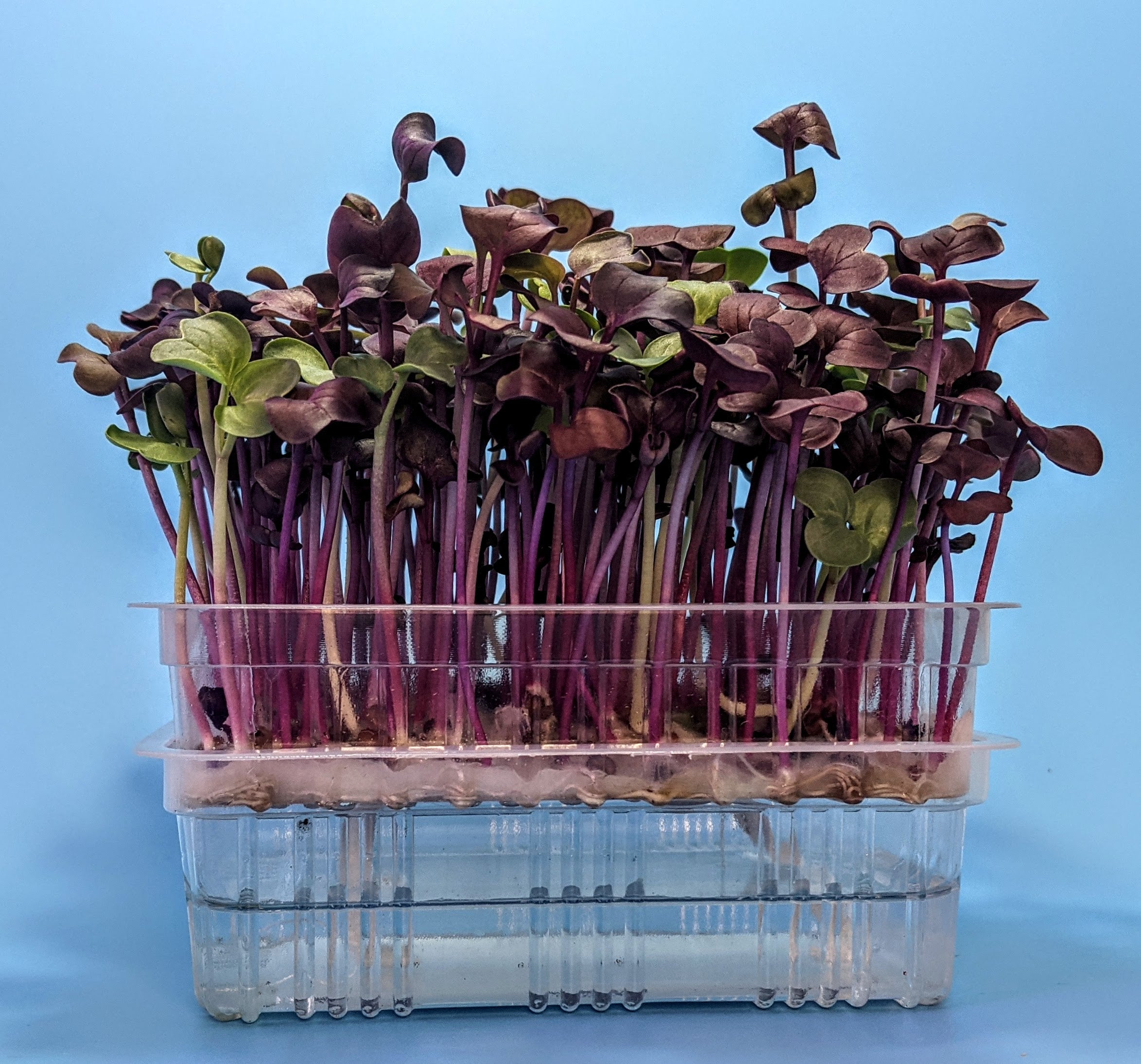 Vegbed Microgreen Grow Mats - Sustainable, Biodegradable