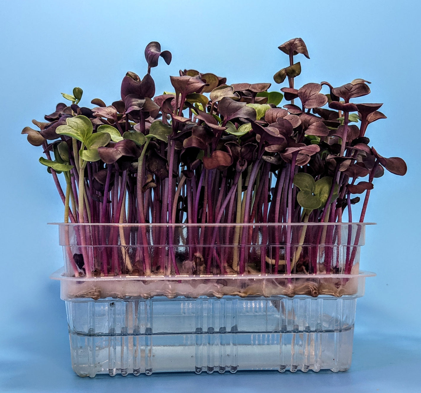 Vegbed Microgreen Grow Mats - Sustainable, Biodegradable