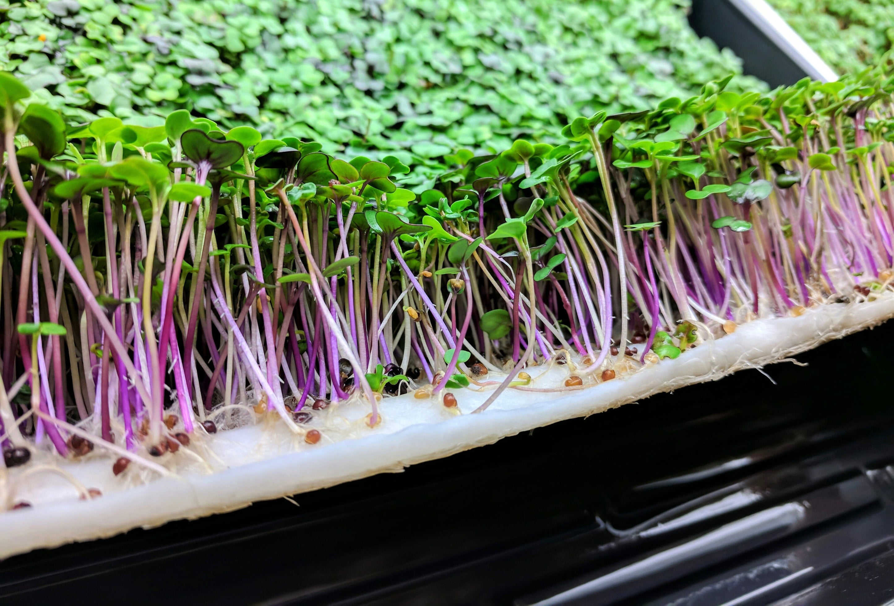 Vegbed Microgreen Grow Mats - Sustainable, Biodegradable