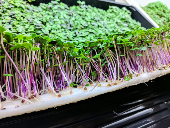 Vegbed Microgreen Grow Roll - 10in x 100ft - Sustainable, Biodegradable