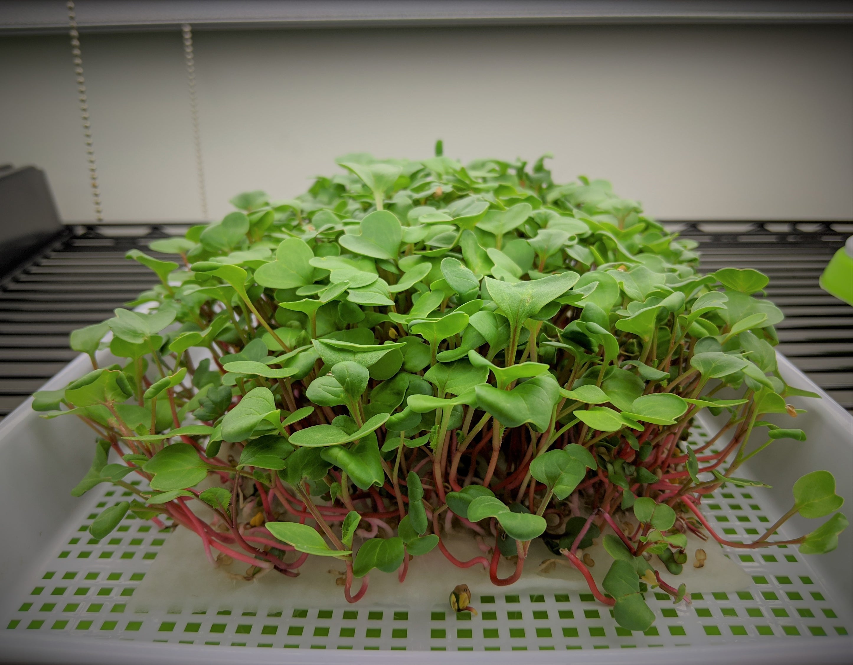 Vegbed Microgreen Grow Mats - Sustainable, Biodegradable